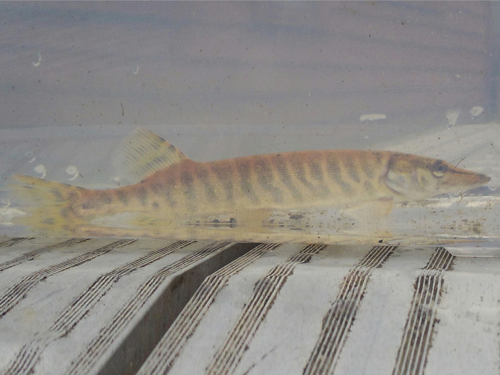 z 2019 Tiger Muskie Stocking Photos - USMA-West Point - iSportsman