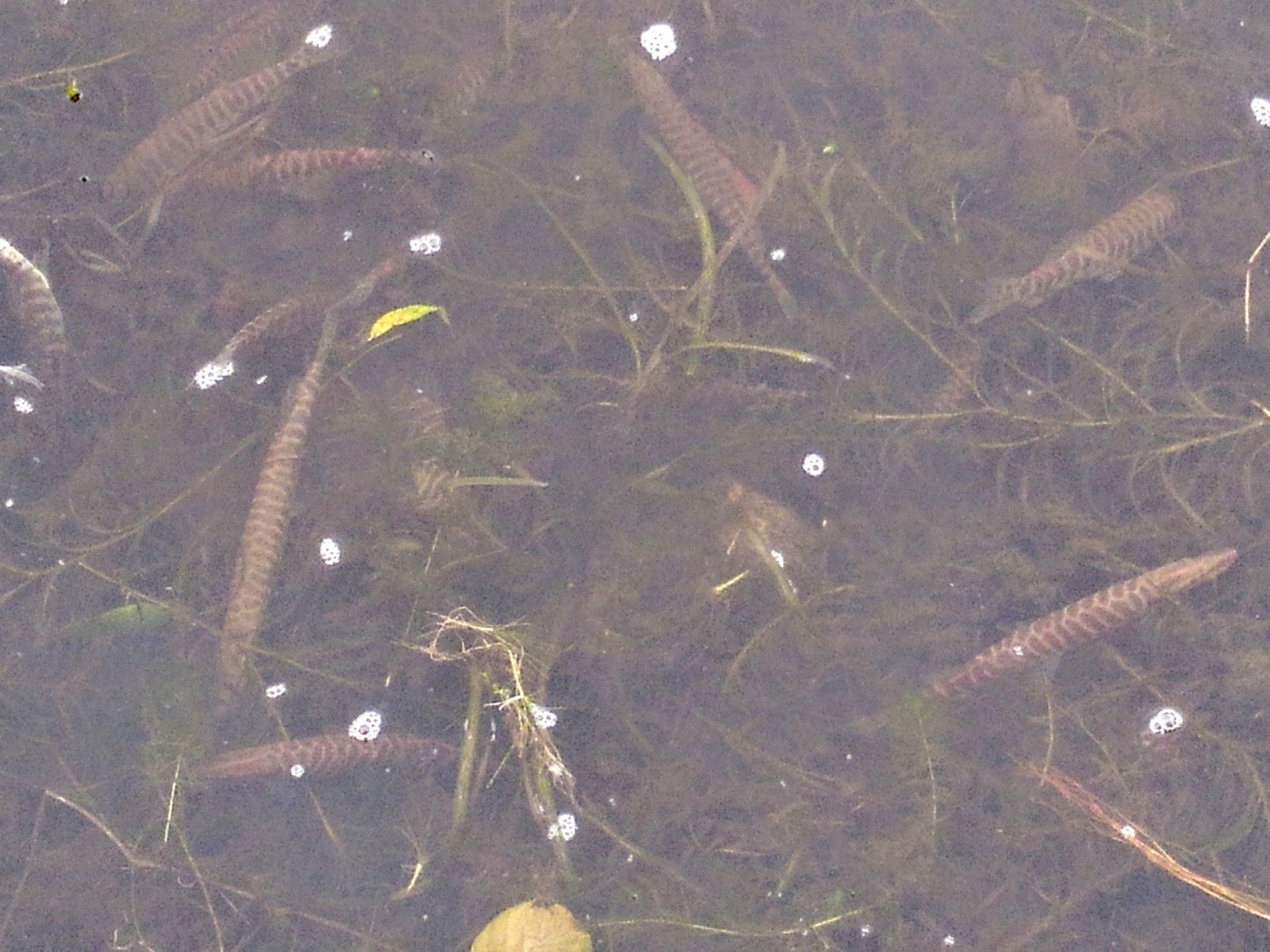 z 2019 Tiger Muskie Stocking Photos - USMA-West Point - iSportsman