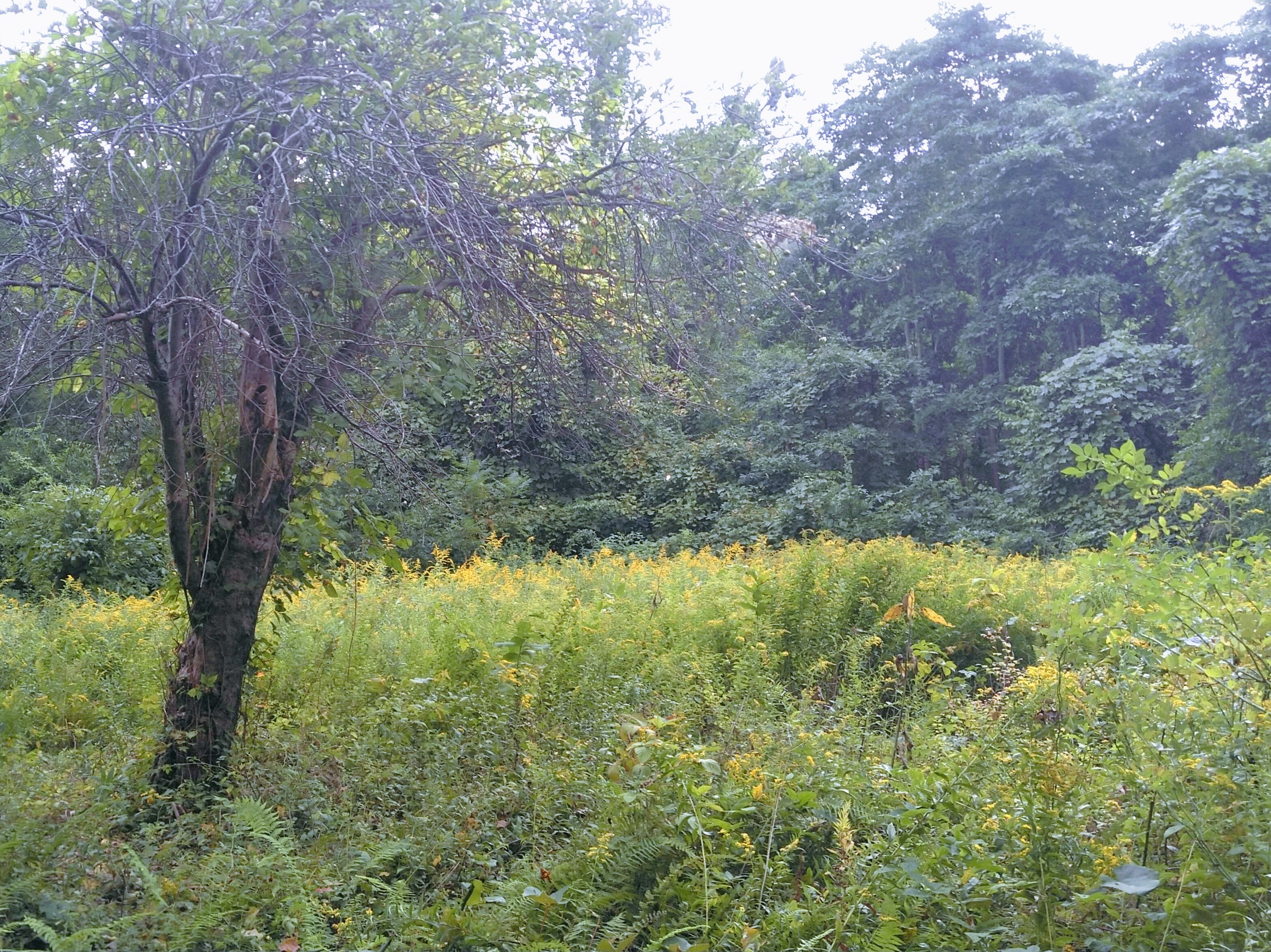 z Photos Pheasant Stocking Sites - USMA-West Point - iSportsman