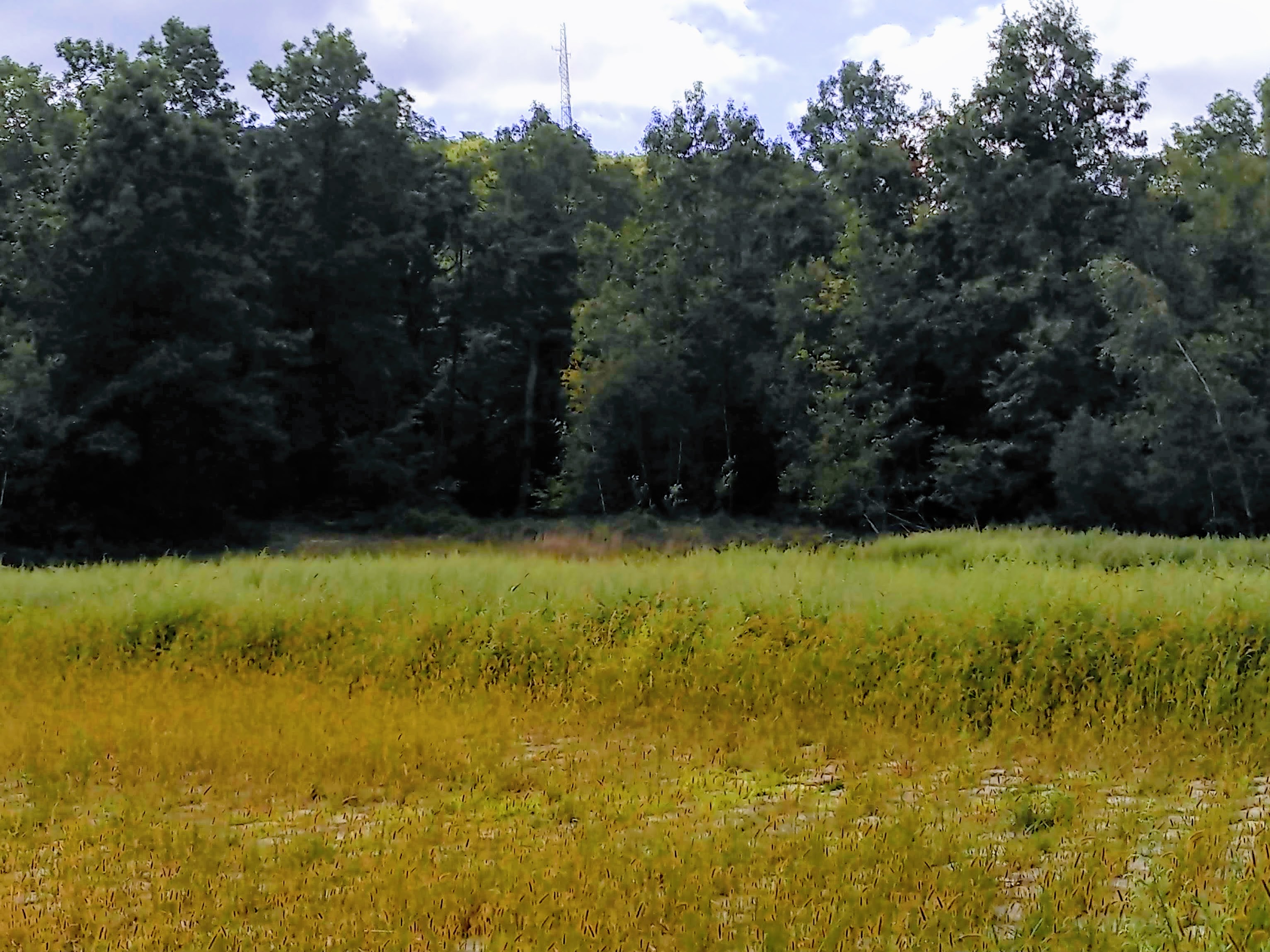 z Photos Pheasant Stocking Sites - USMA-West Point - iSportsman